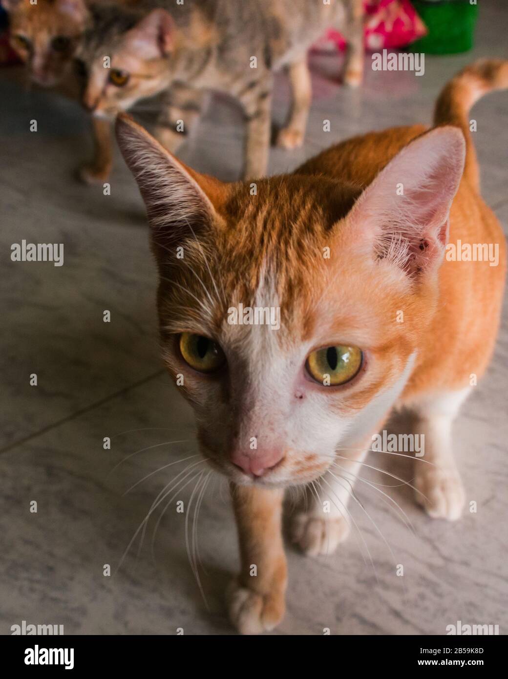 Cute cats in a cat shelter Stock Photo - Alamy