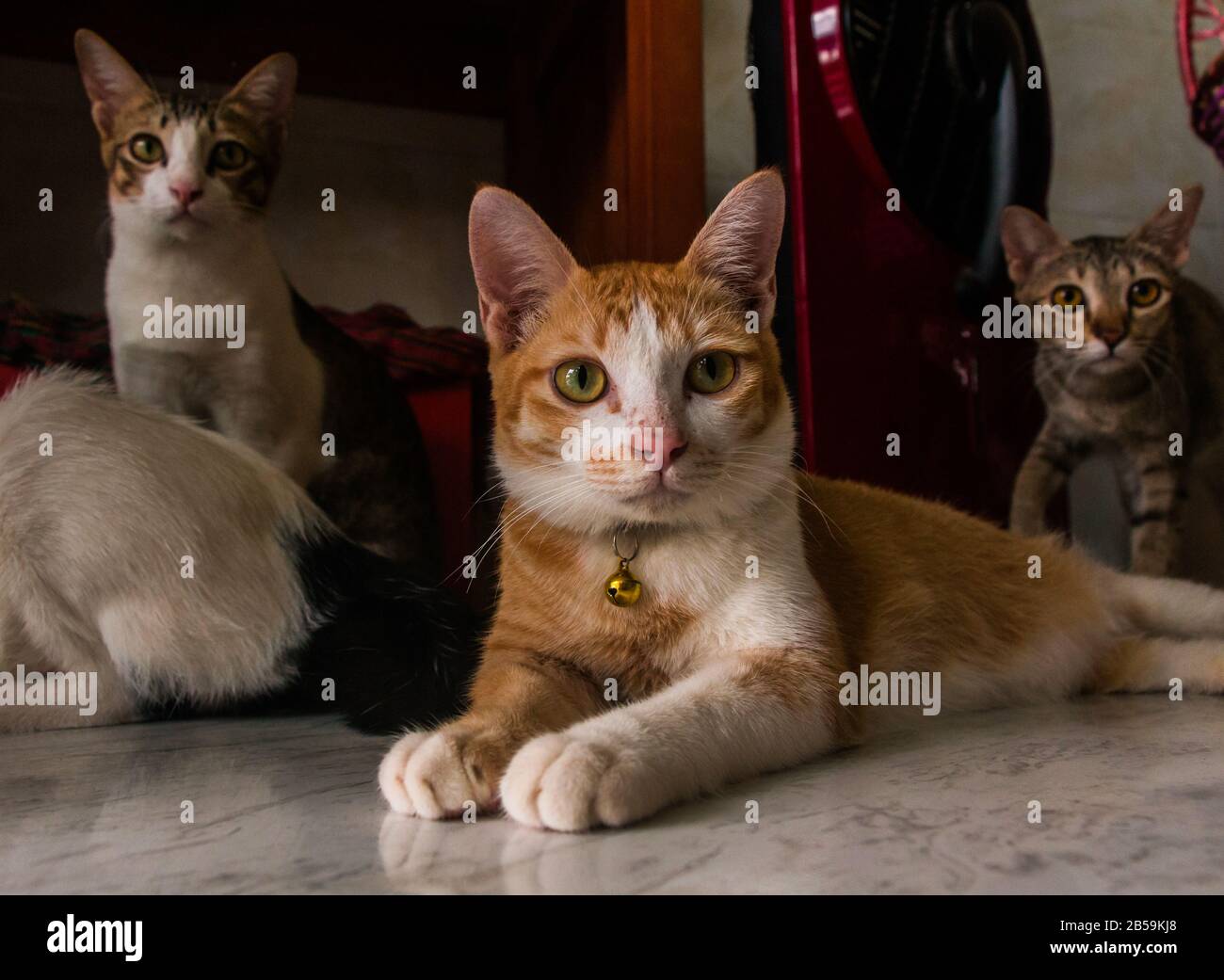 Cute cats in a cat shelter Stock Photo - Alamy