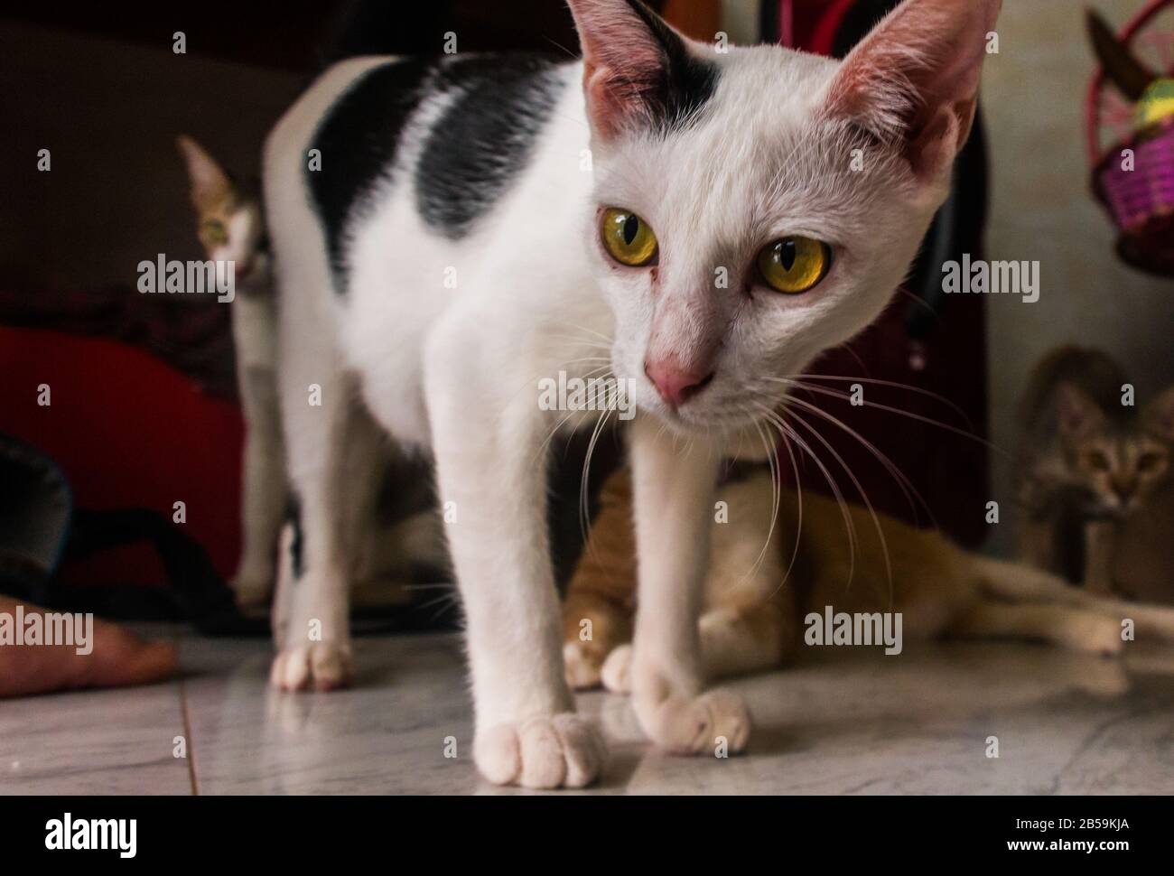 Cute cats in a cat shelter Stock Photo - Alamy