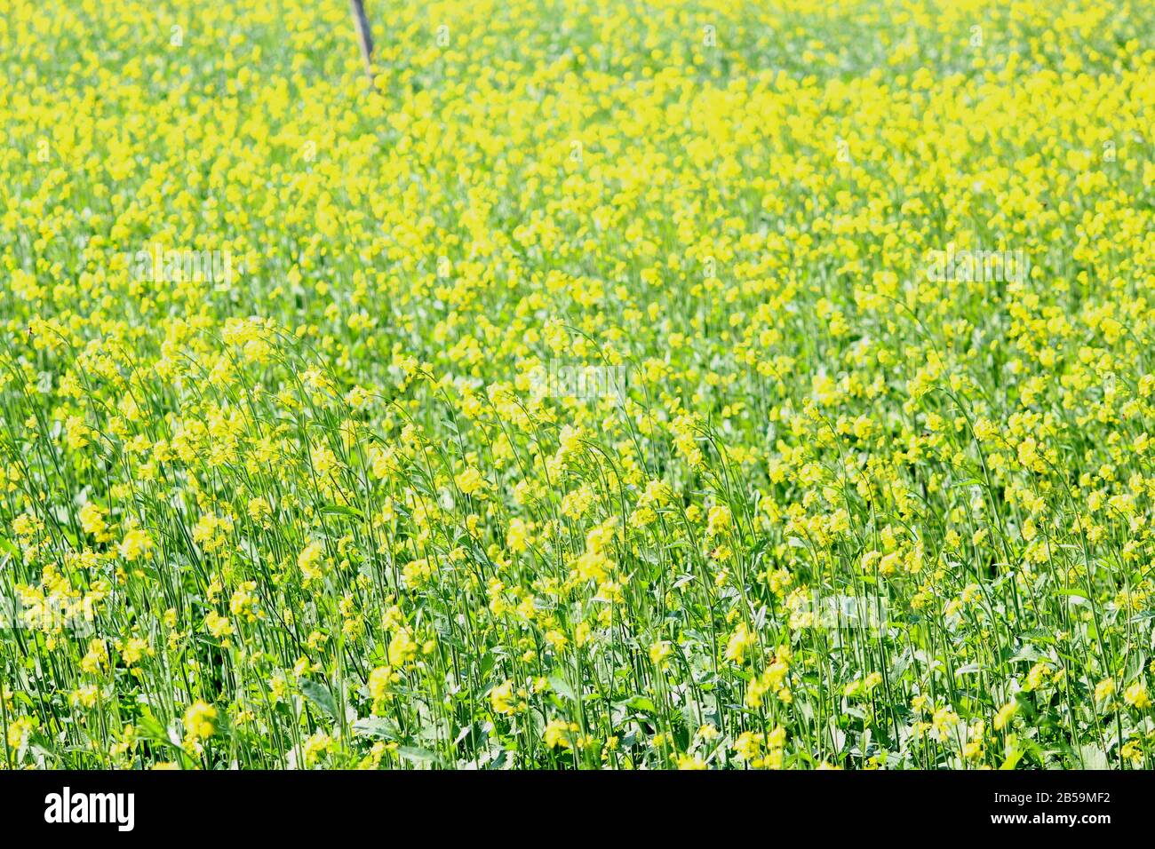 Mustard field and tree Stock Photo - Alamy