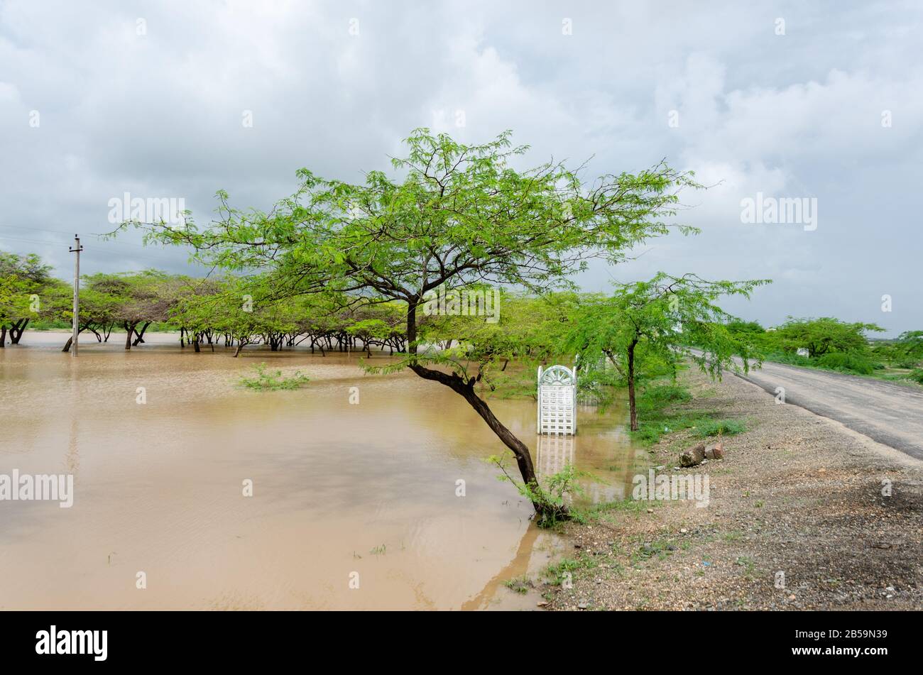 Waterlogged low lying areas with half submerged trees in Mandvi, Kutch ...