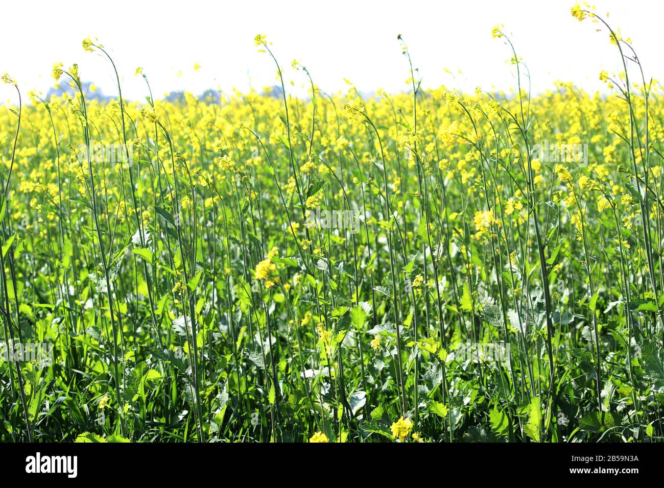 Mustard field tree nobody Stock Photo - Alamy
