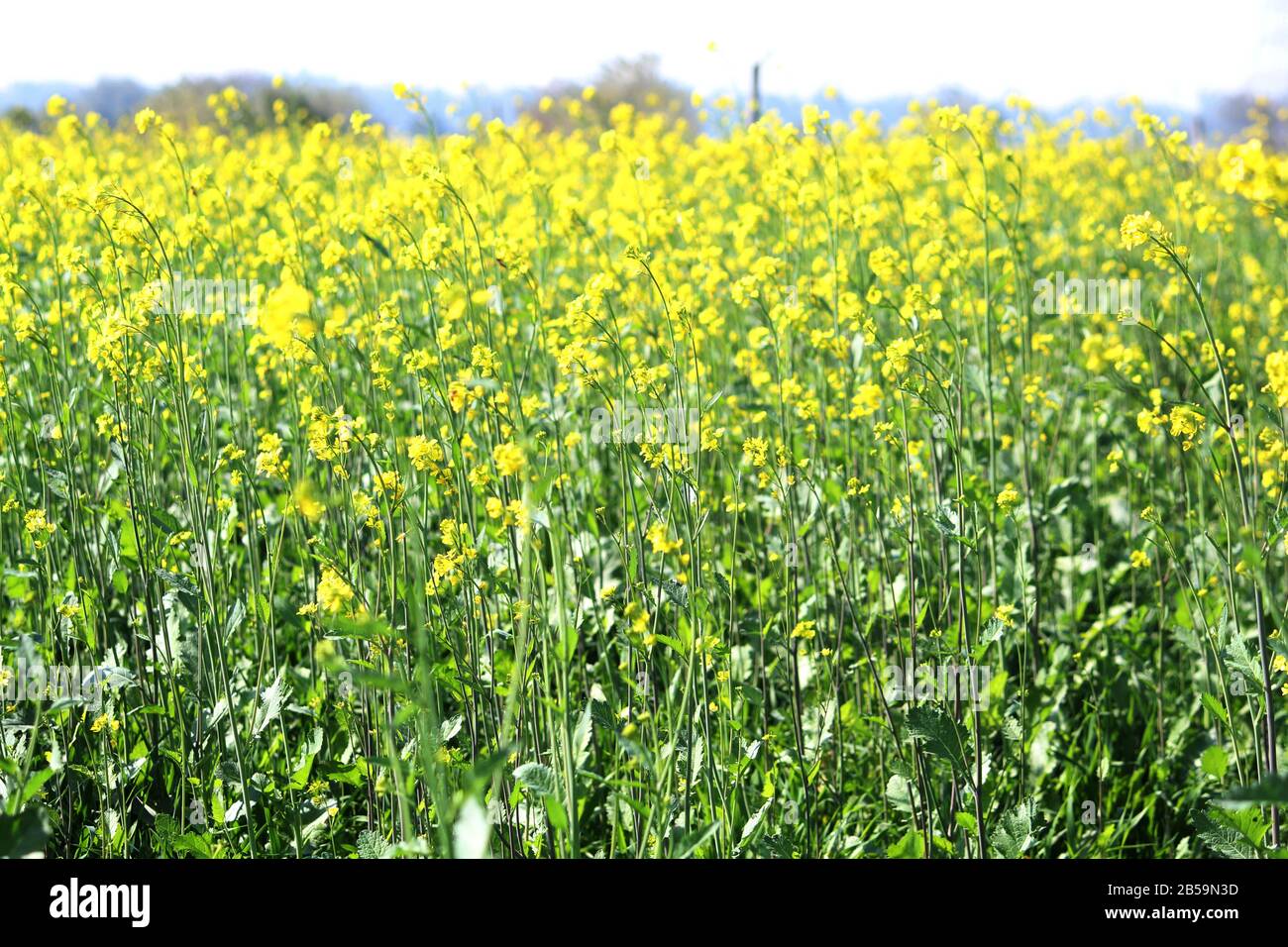 Mustard field tree nobody Stock Photo - Alamy