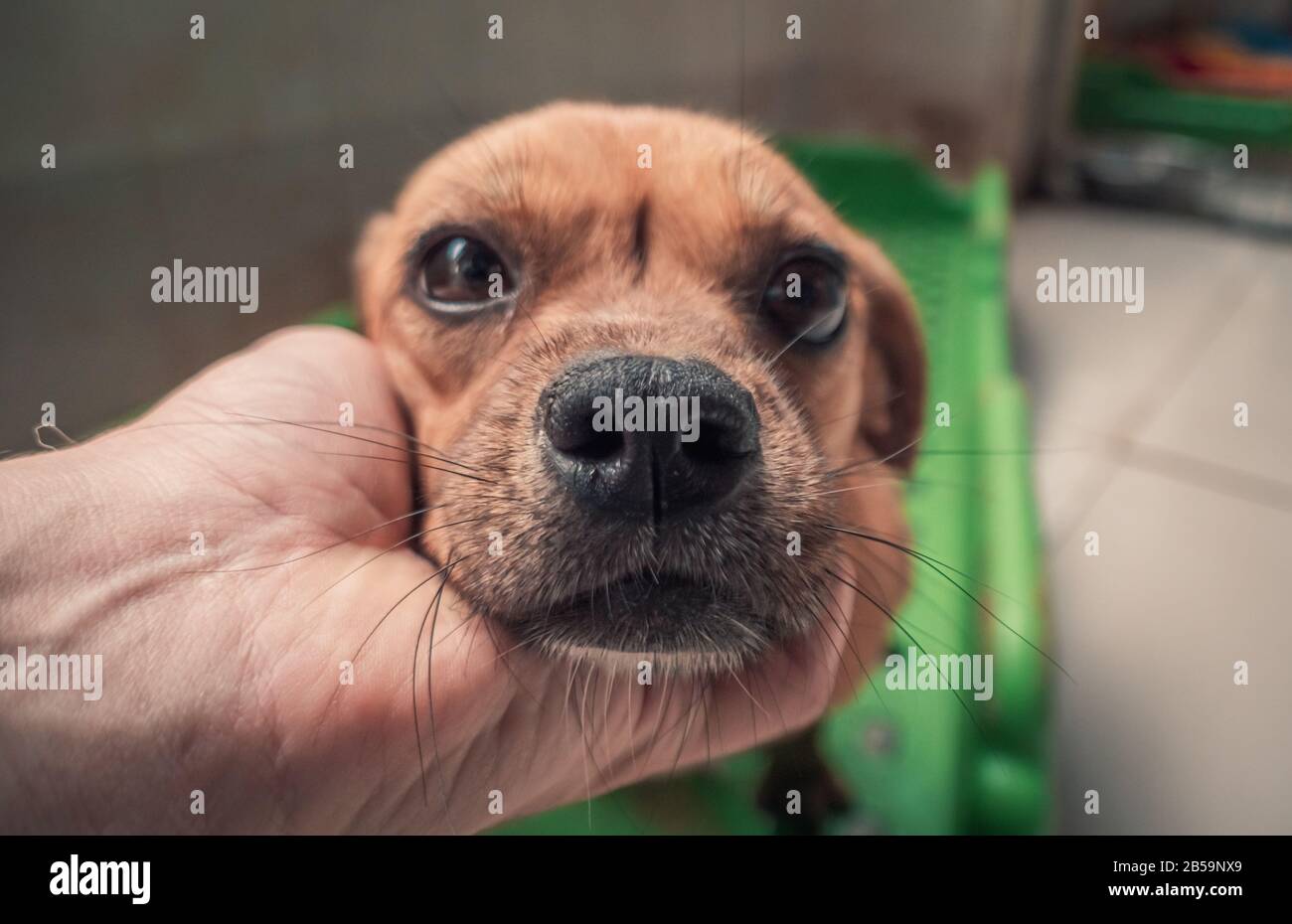 Helping stray animals hi-res stock photography and images - Alamy