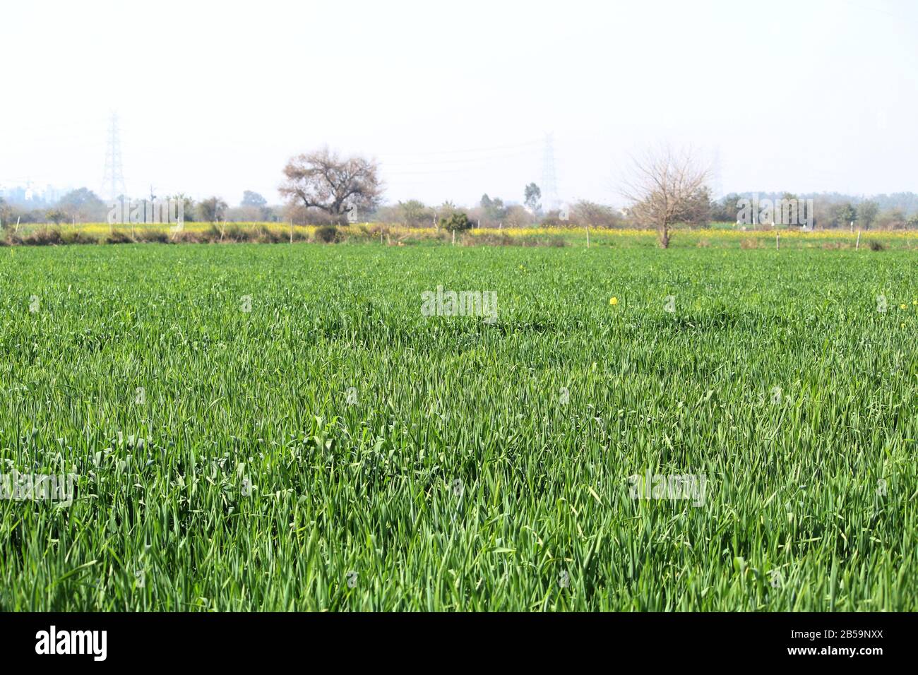 Green farm, landscape with crop of wheat on field in spring sunny Stock ...