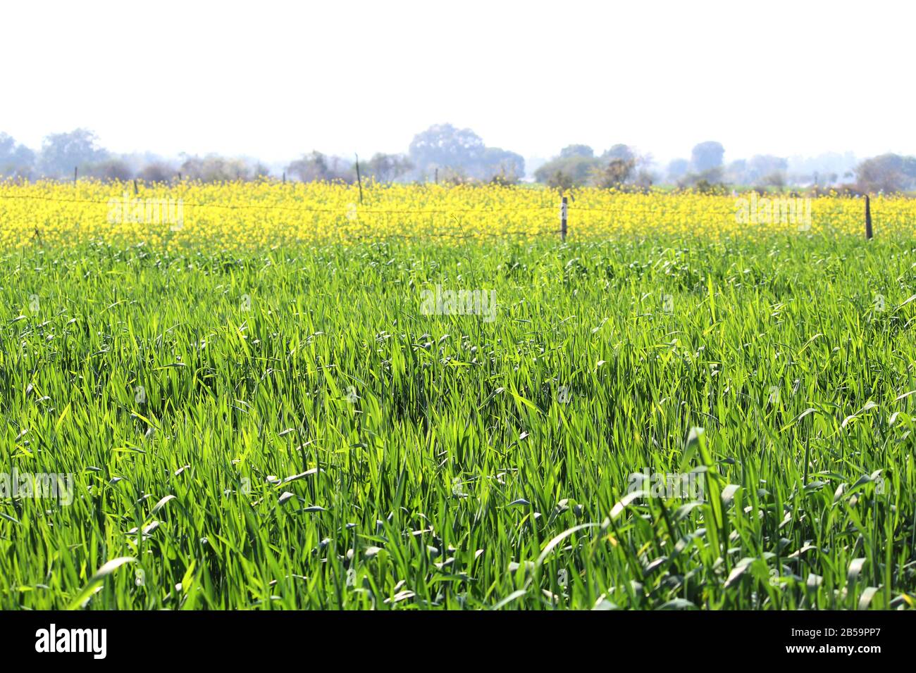 Non wheat flower hi-res stock photography and images - Alamy