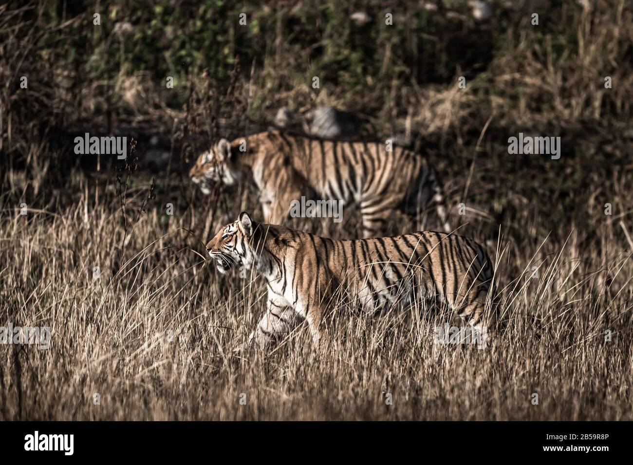 Adult tiger stalking hi-res stock photography and images - Alamy