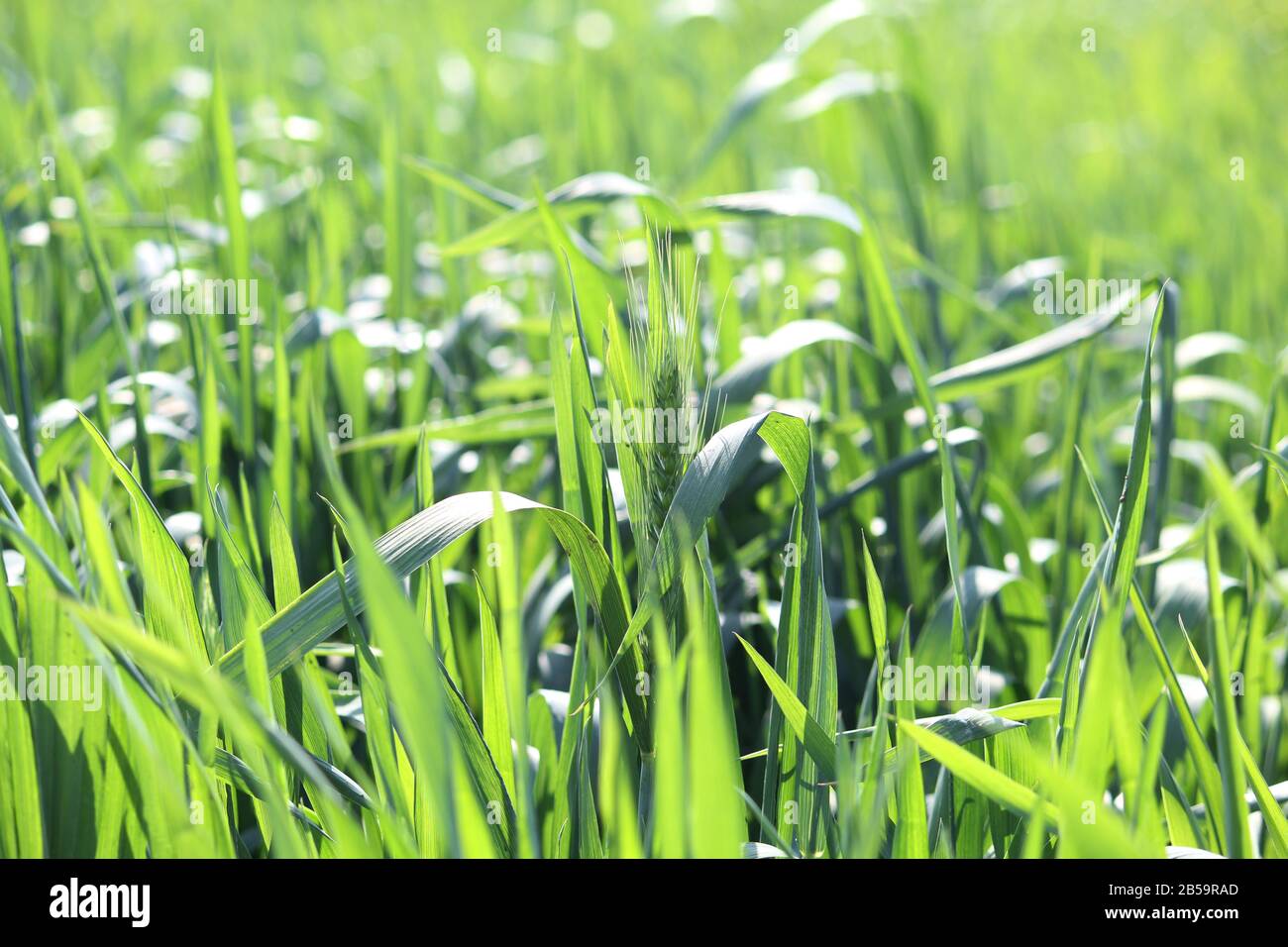 Blade of wheat hi-res stock photography and images - Alamy