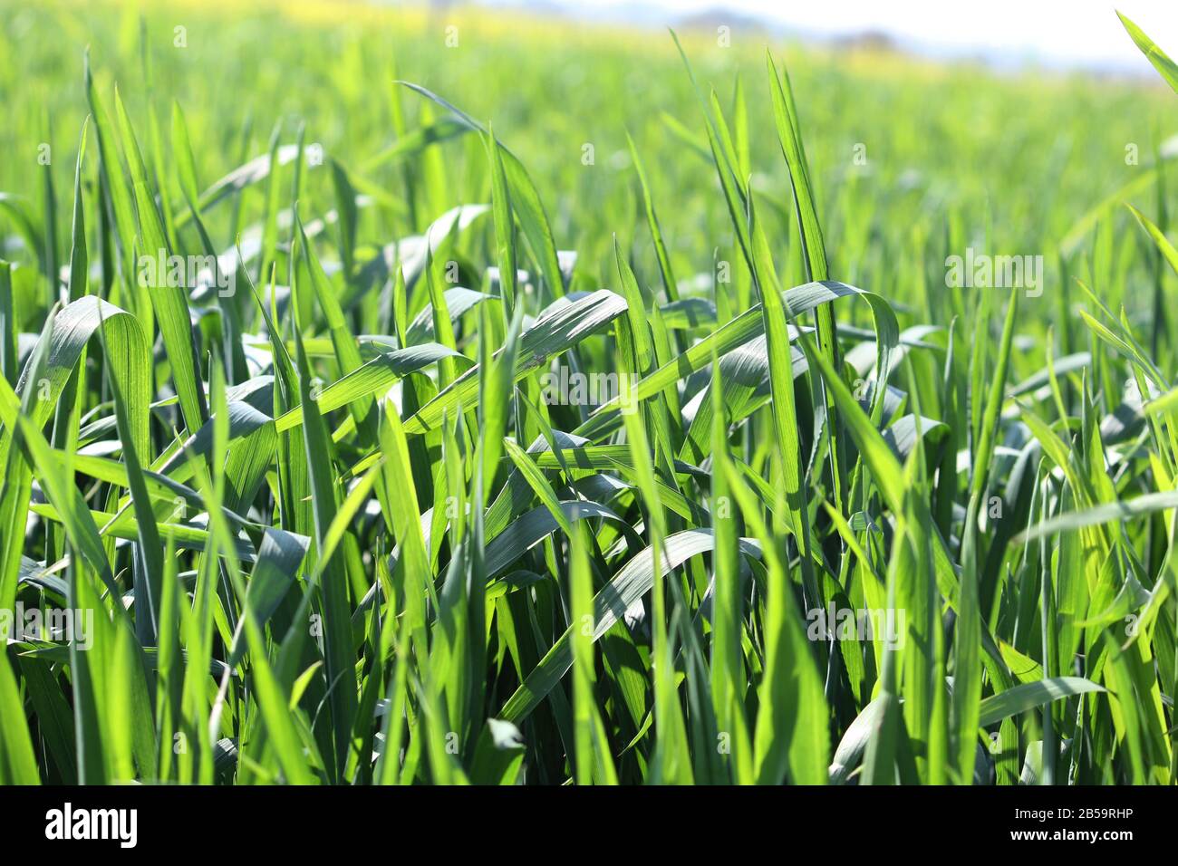 Green agricultural wheat field close hi-res stock photography and ...