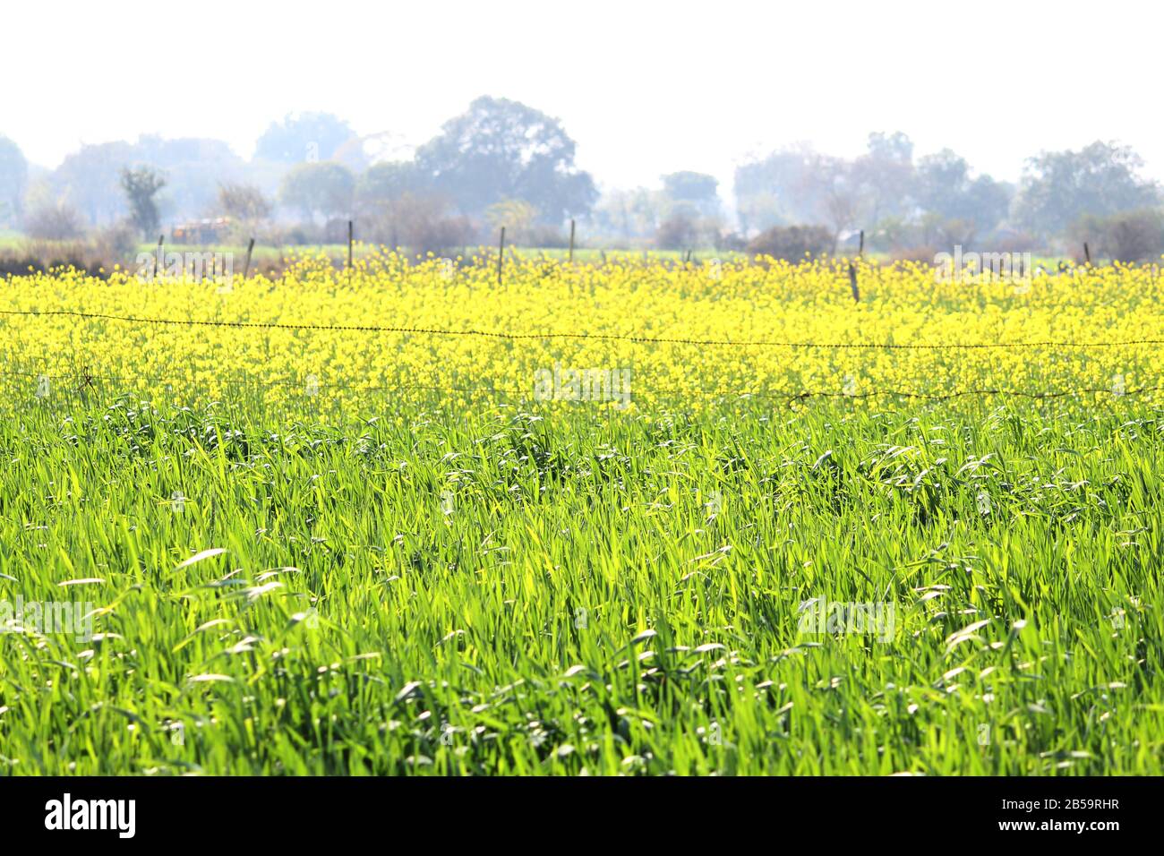 Mustard flower wheat field Stock Photo - Alamy