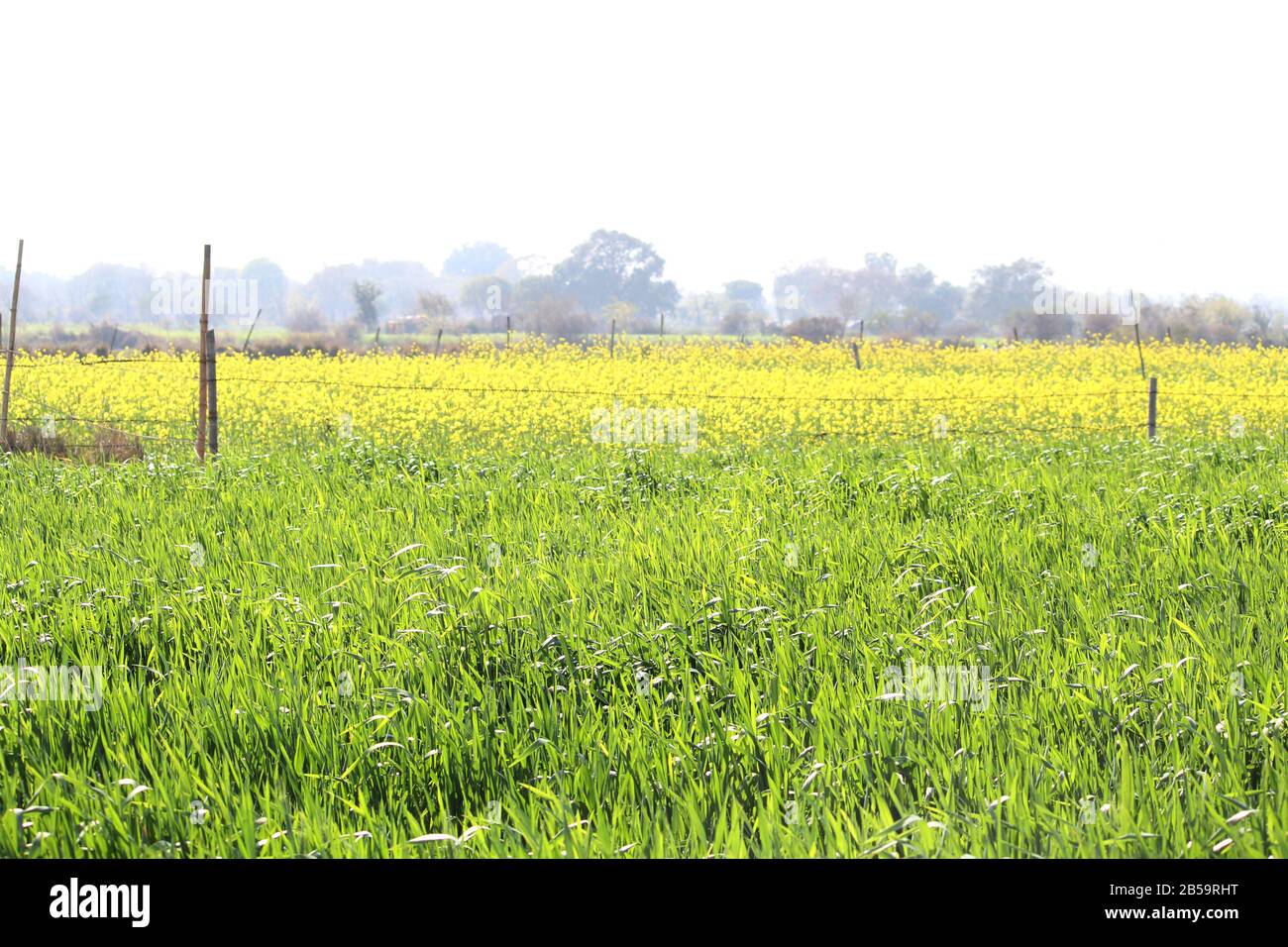 Mustard flower ,wheat field nobody Stock Photo - Alamy