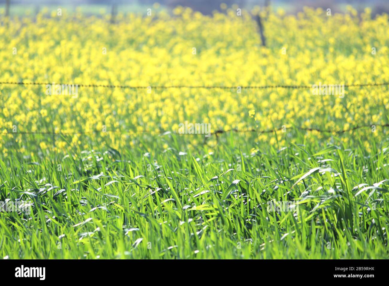 Mustard flower and wheat field nobody Stock Photo - Alamy