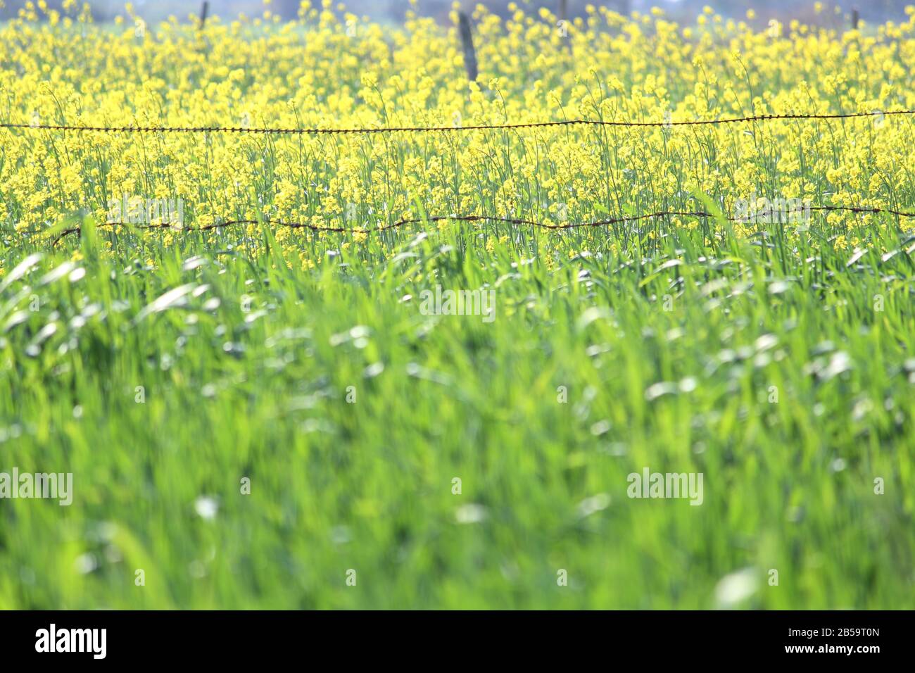 Mustard flower and wheat field nobody Stock Photo - Alamy
