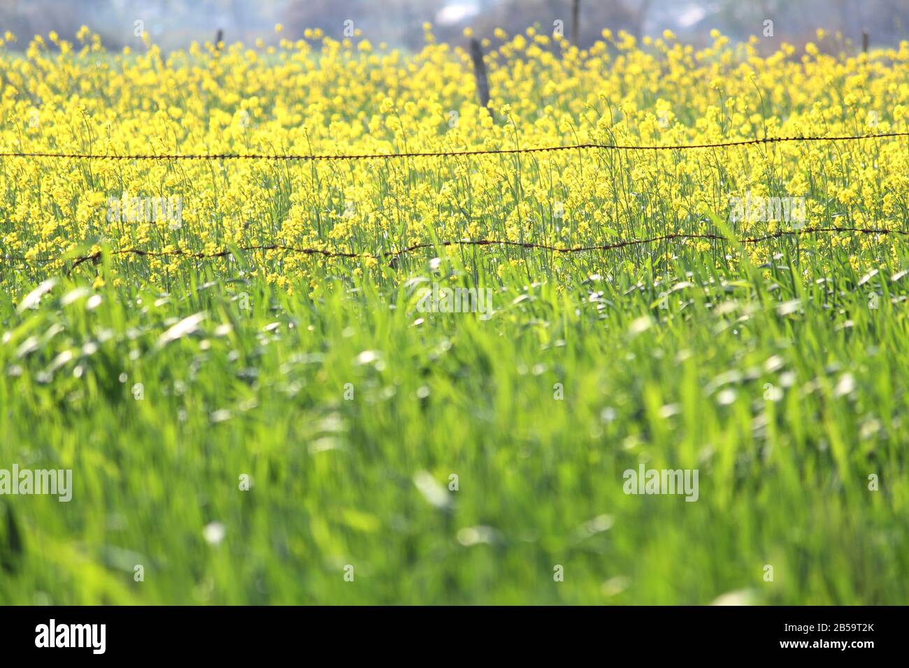 Mustard flower and wheat field Stock Photo - Alamy