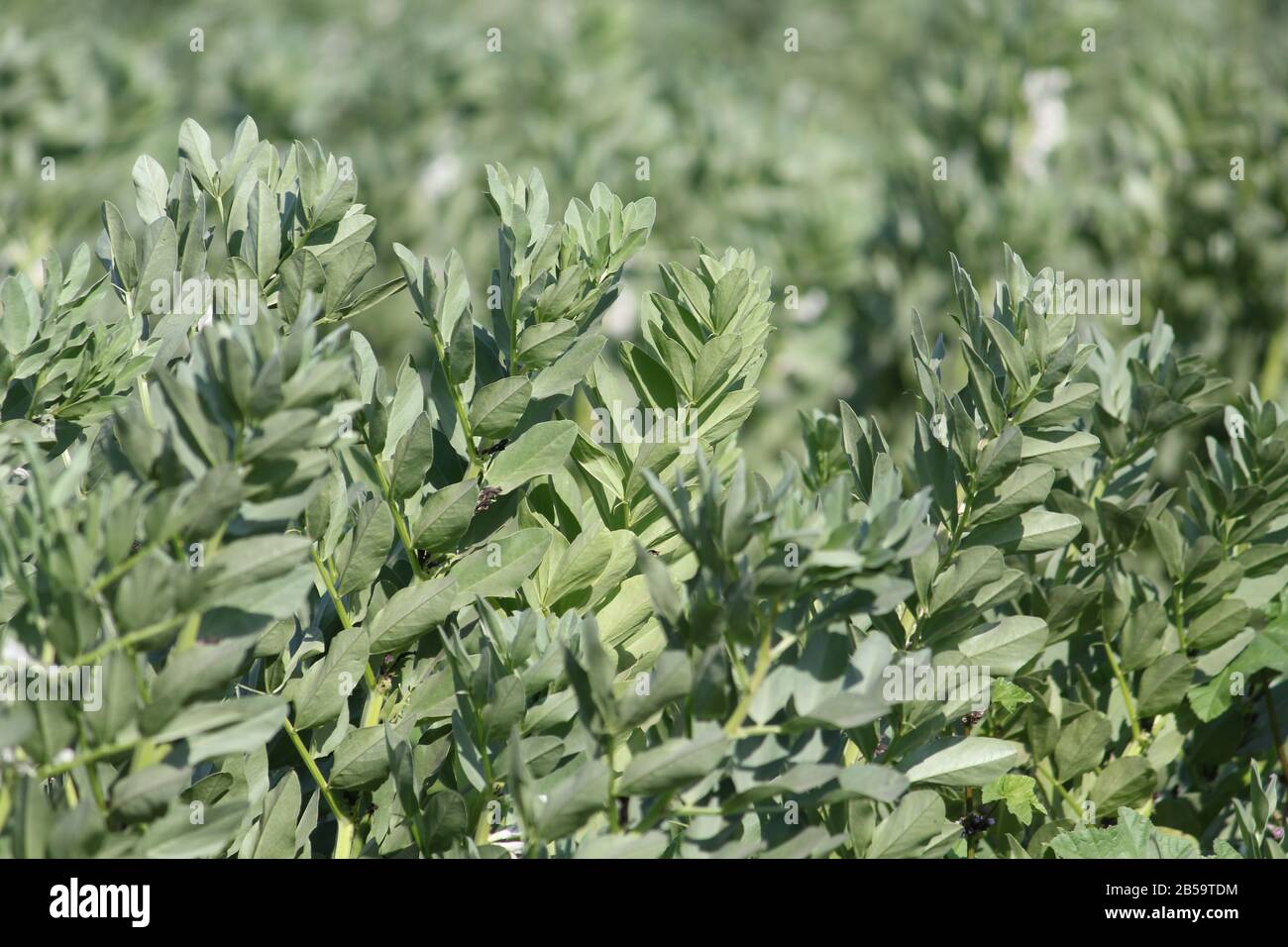 Farm bean sprout hi-res stock photography and images - Alamy