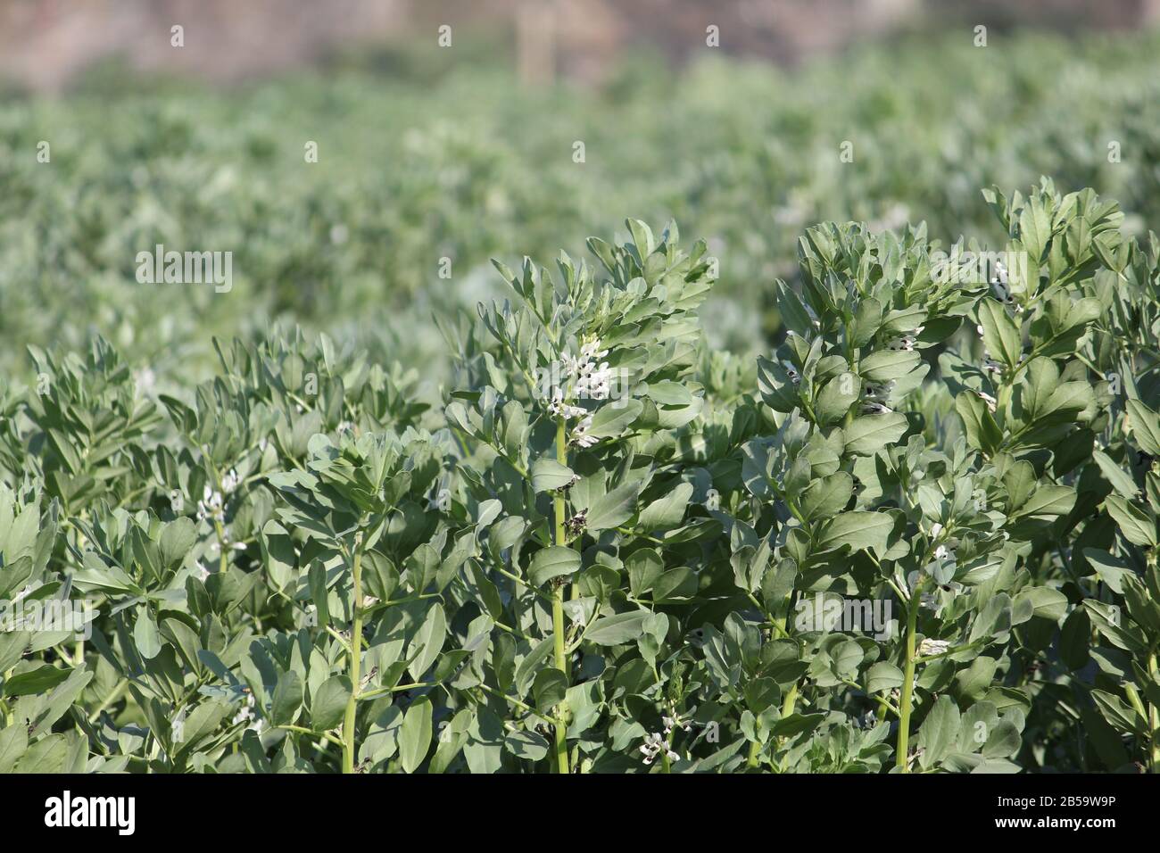 Soybean field family hi-res stock photography and images - Alamy