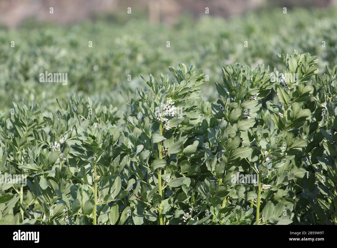 Farm bean sprout hi-res stock photography and images - Alamy
