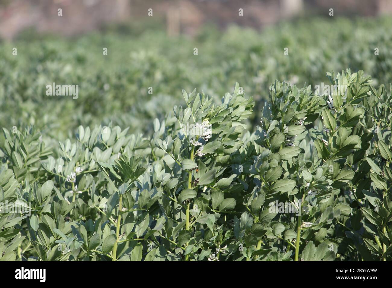 Fava bean leaf hi-res stock photography and images - Alamy