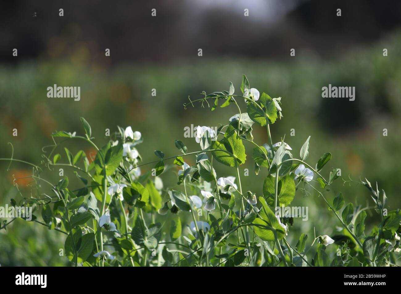 pea plant field outdoors Stock Photo - Alamy