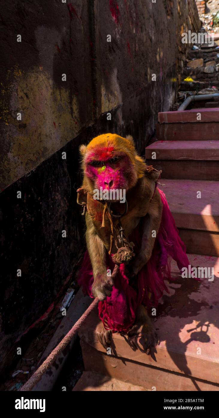 Monkey in Mathura holi festival Stock Photo - Alamy