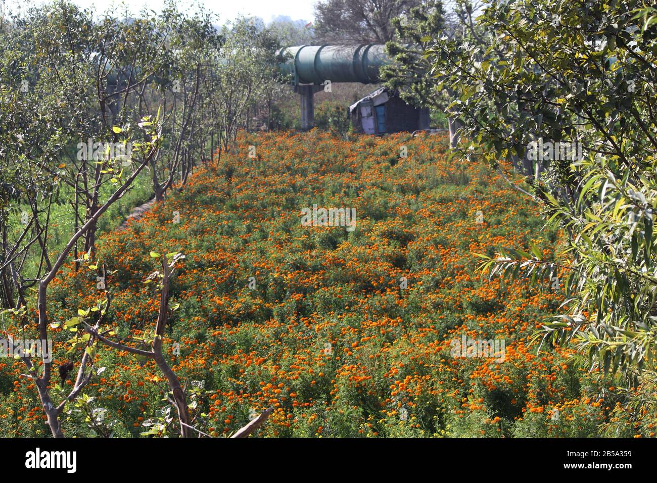 Marigold flowers india hi-res stock photography and images - Alamy