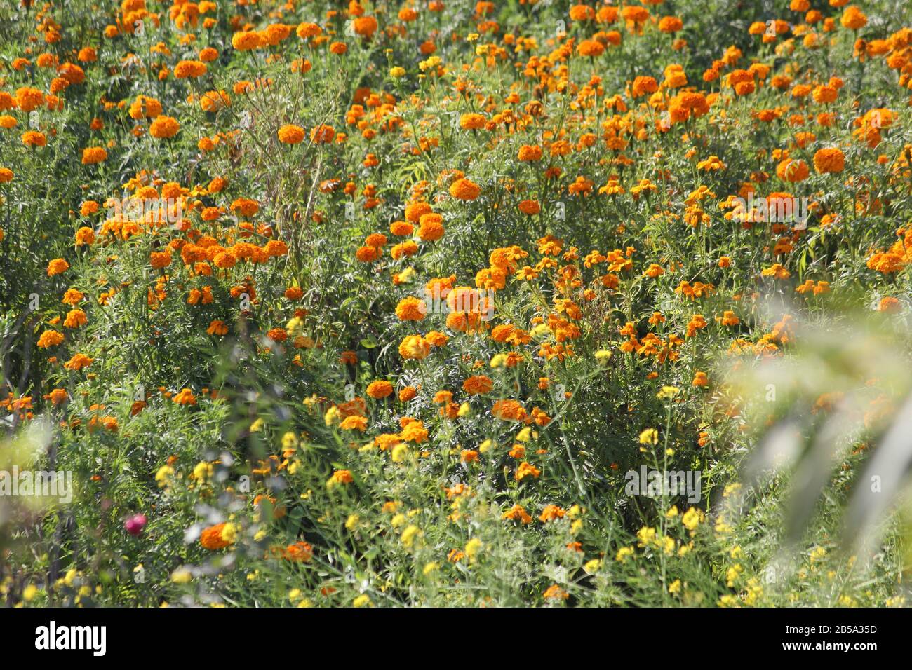 Marigold flowers india hi-res stock photography and images - Alamy