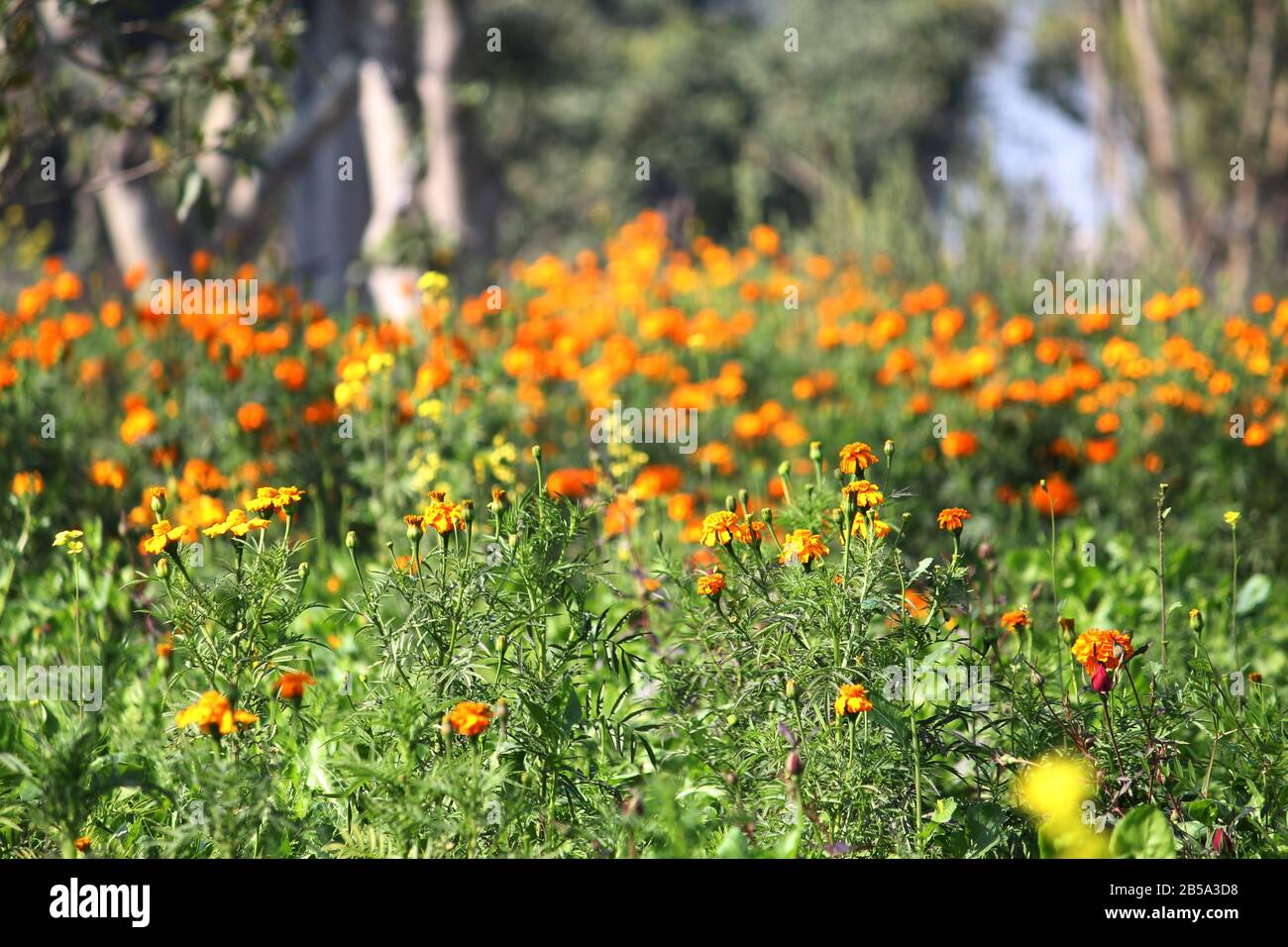 Field marigold flowers hi-res stock photography and images - Alamy