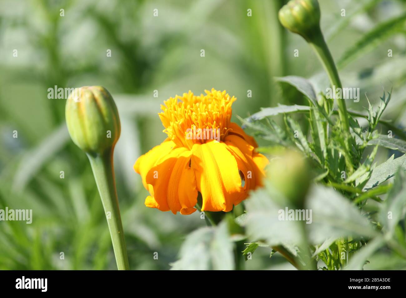 Fresh marigold hi-res stock photography and images - Alamy