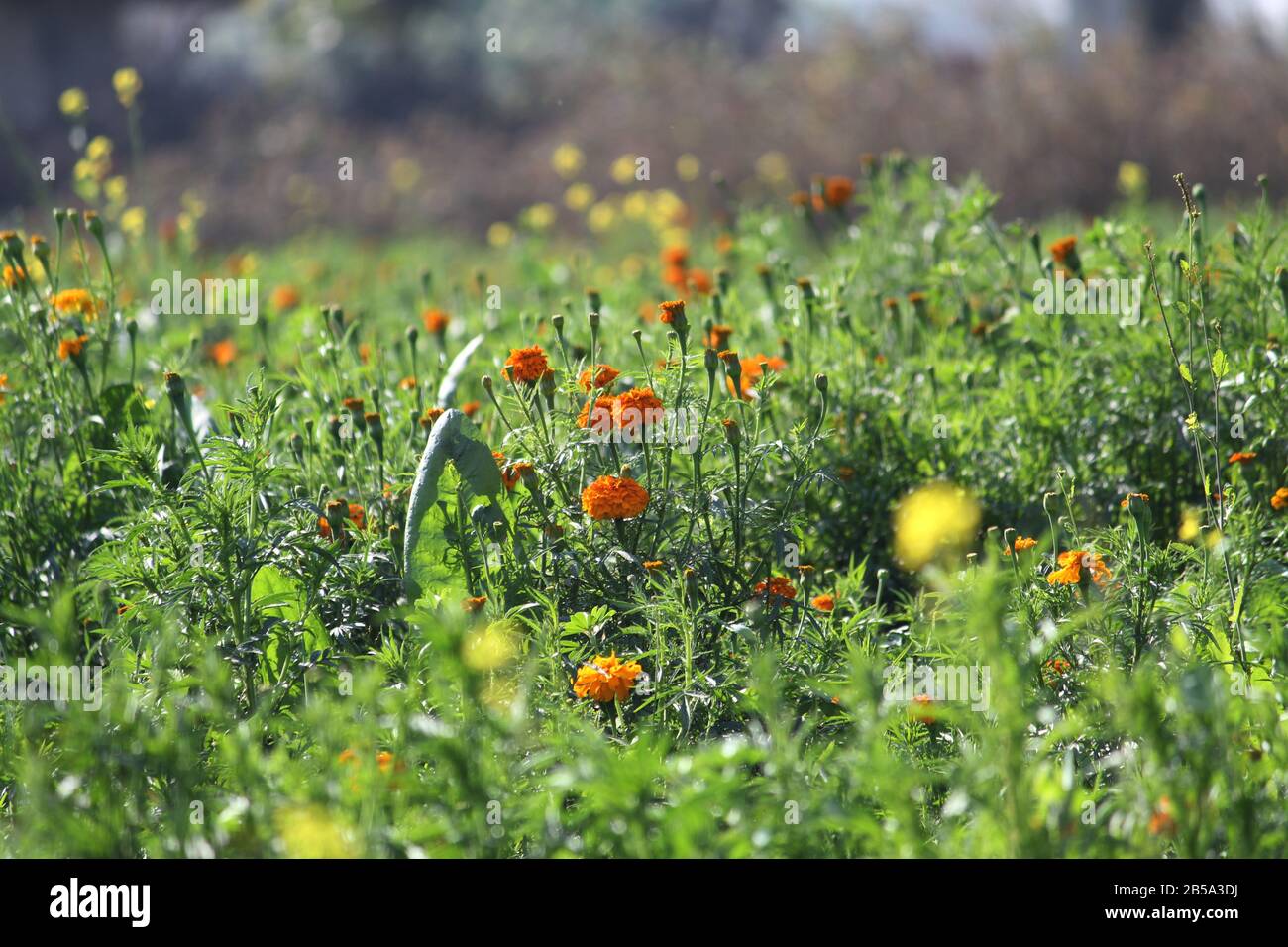 Marigold flower india hi-res stock photography and images - Alamy