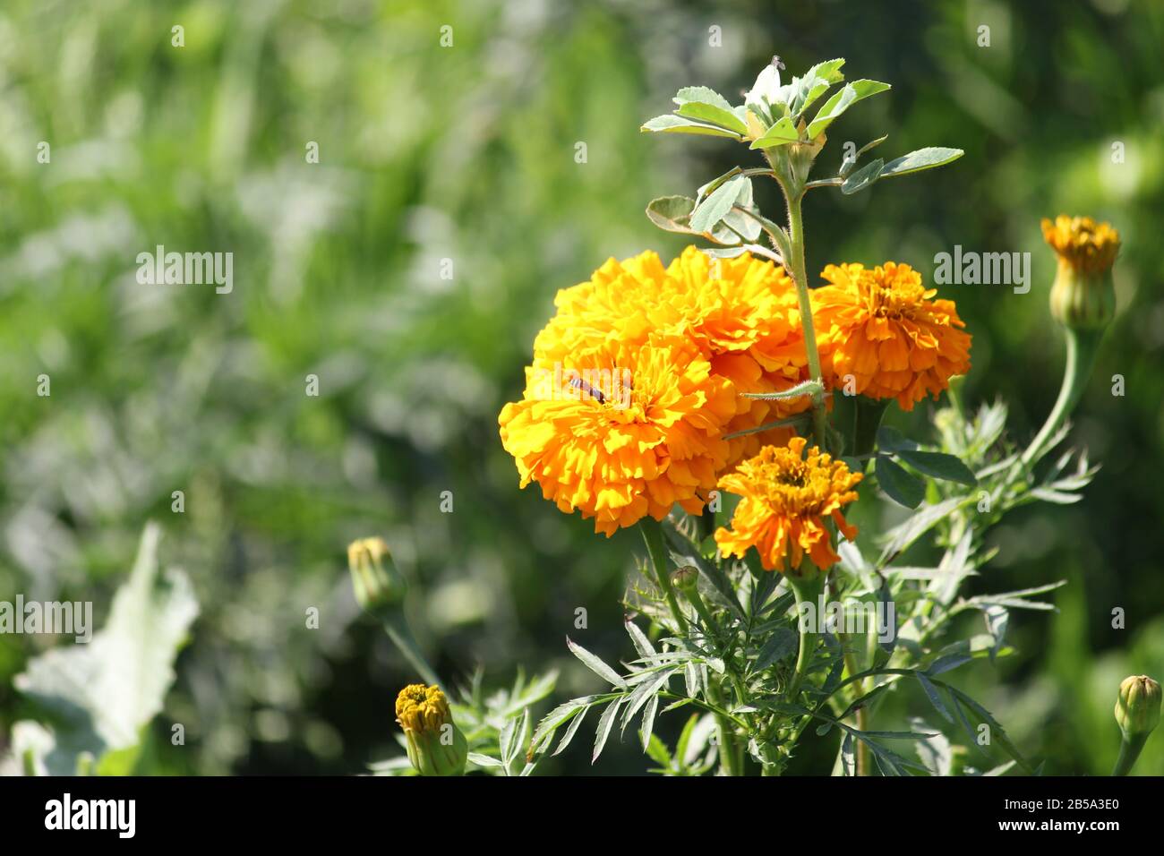 Marigold flower close hi-res stock photography and images - Alamy