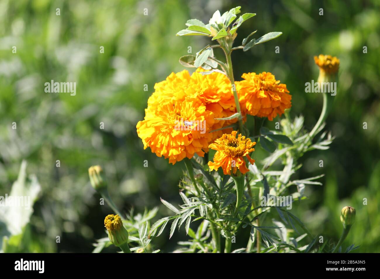 Marigold flower close hi-res stock photography and images - Alamy