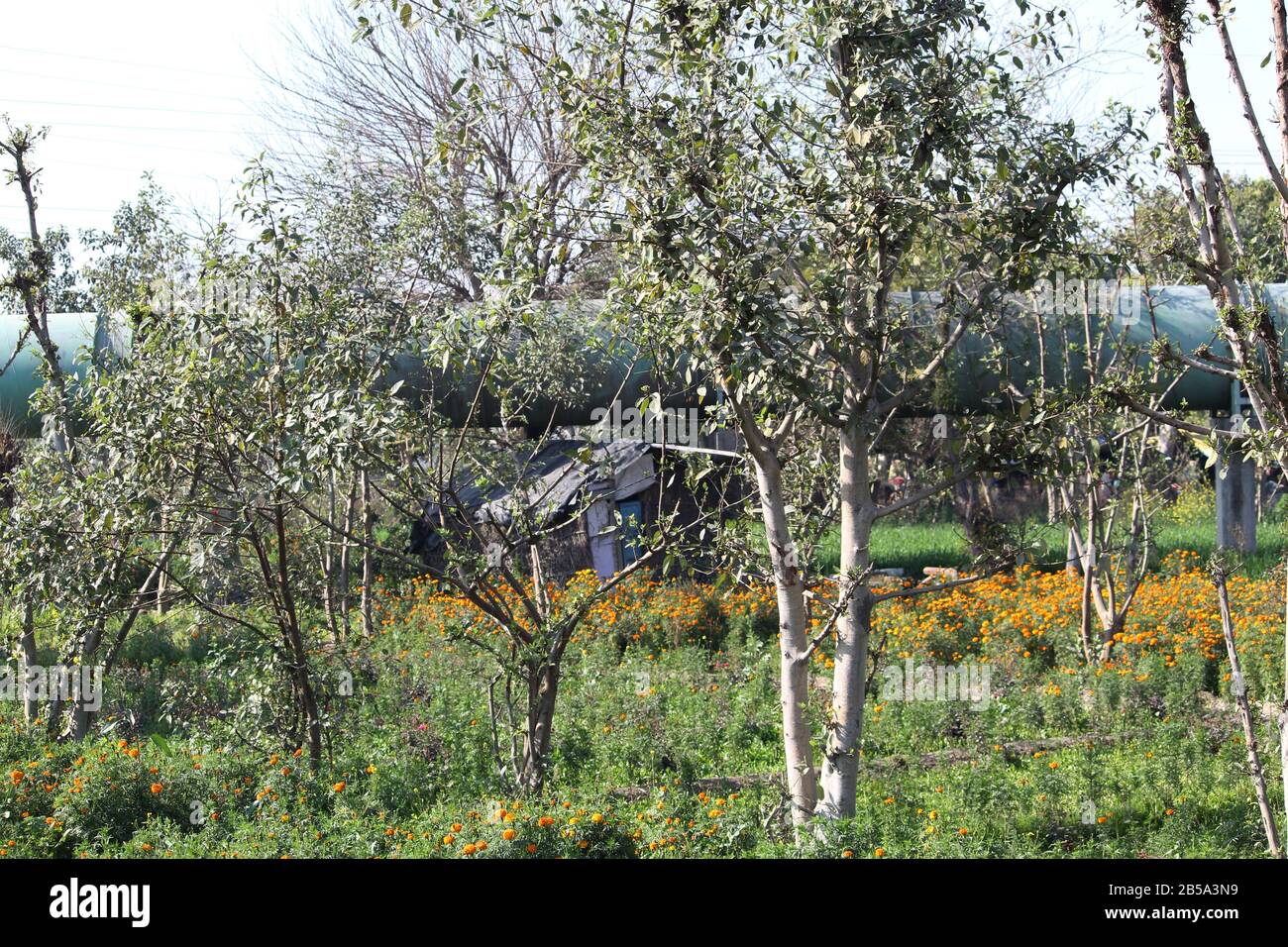 Marigold flowers in tree Stock Photo - Alamy