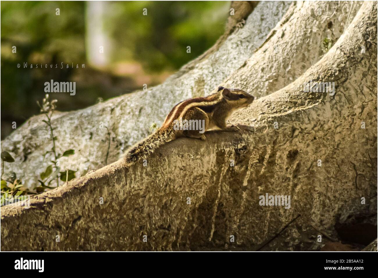 American flying squirrel hi-res stock photography and images - Alamy