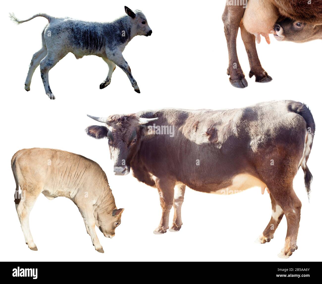 set of bovine cow animals isolated on white background Stock Photo - Alamy