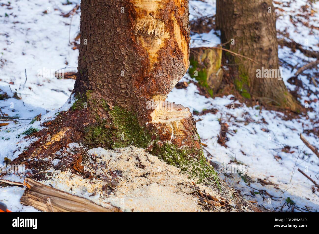 tree cut with chainsaw in forest. deforestation concept Stock Photo - Alamy
