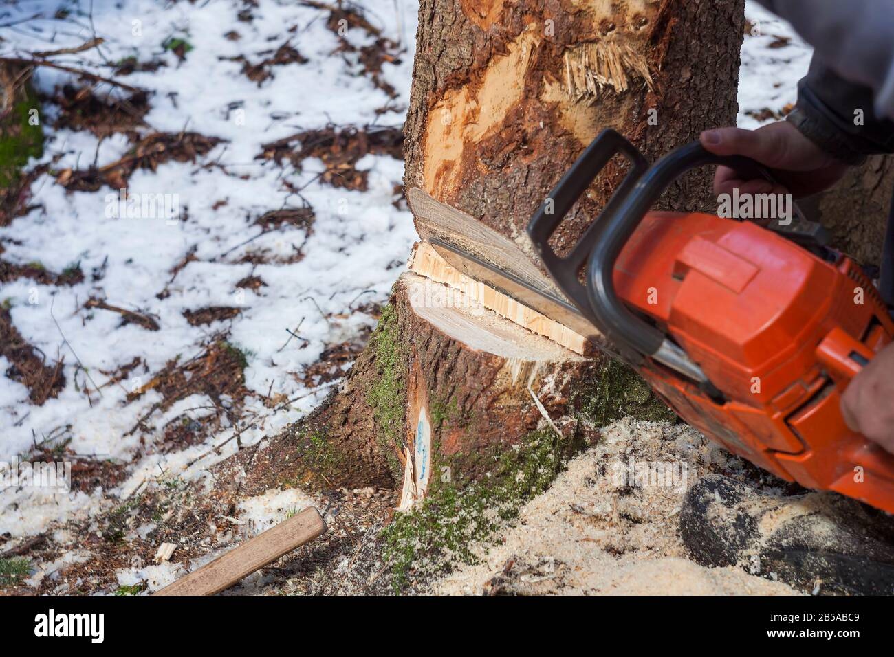 man with motor chainsaw cutting tree in forest. focus on the tree Stock ...