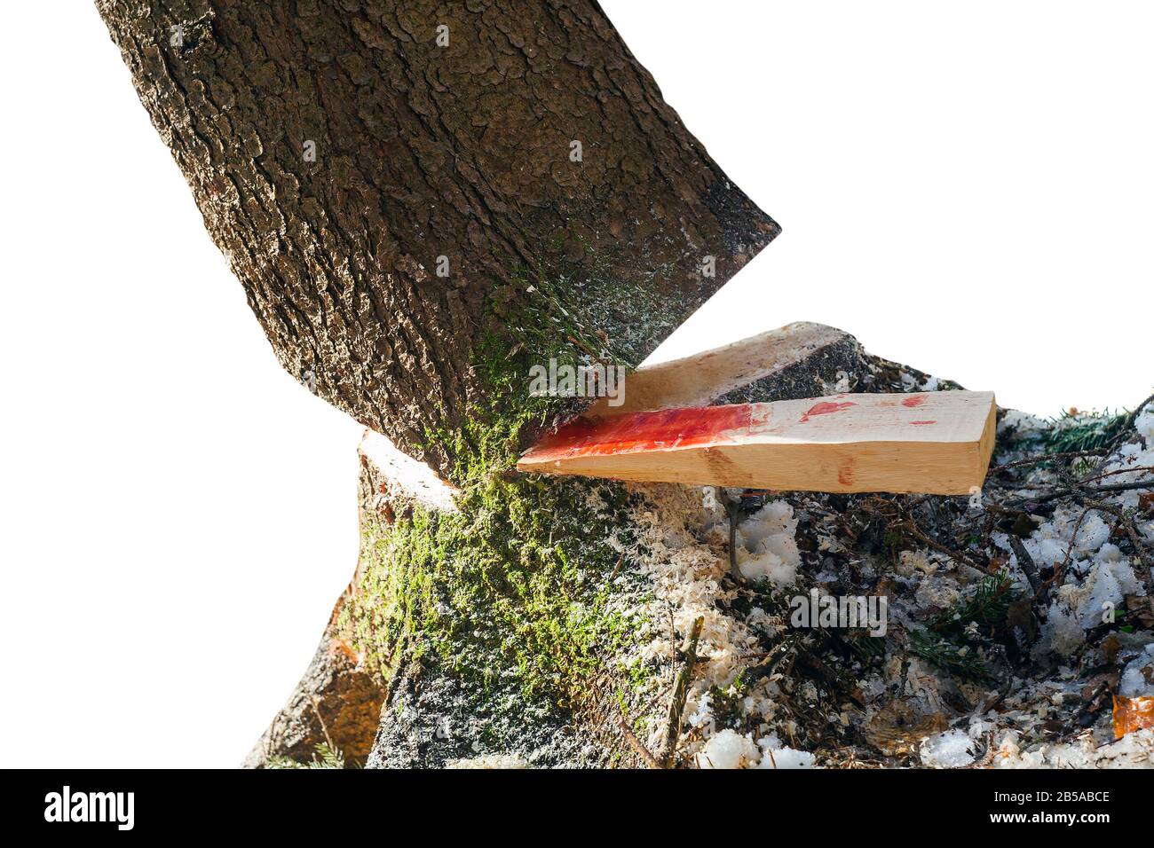 bleeding tree falling in the forest isolated on white background Stock ...