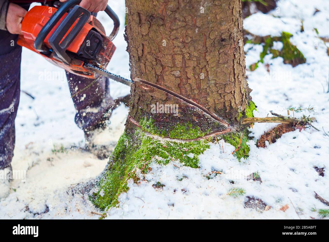 man with motor chainsaw cutting tree in forest. focus on the tree Stock ...