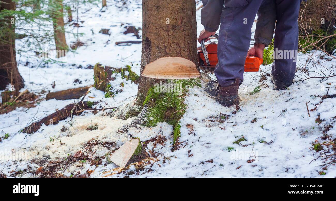 Man cutting tree in forest hi-res stock photography and images - Alamy