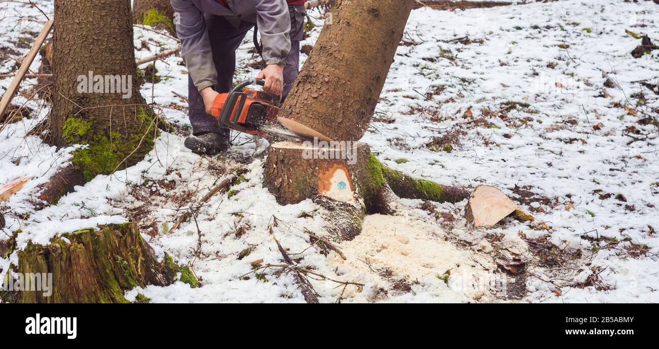 man working in forest for cutting tree. deforestation in winter Stock ...