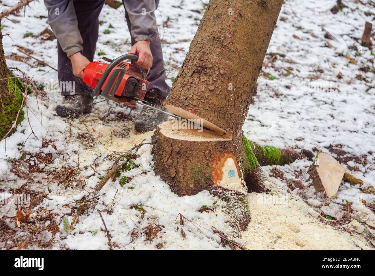 man with motor chainsaw cutting tree in forest. focus on the tree Stock ...