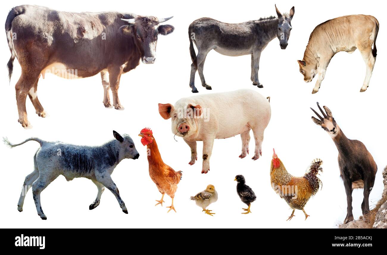 set of domestic farm animal isolated on white Stock Photo - Alamy