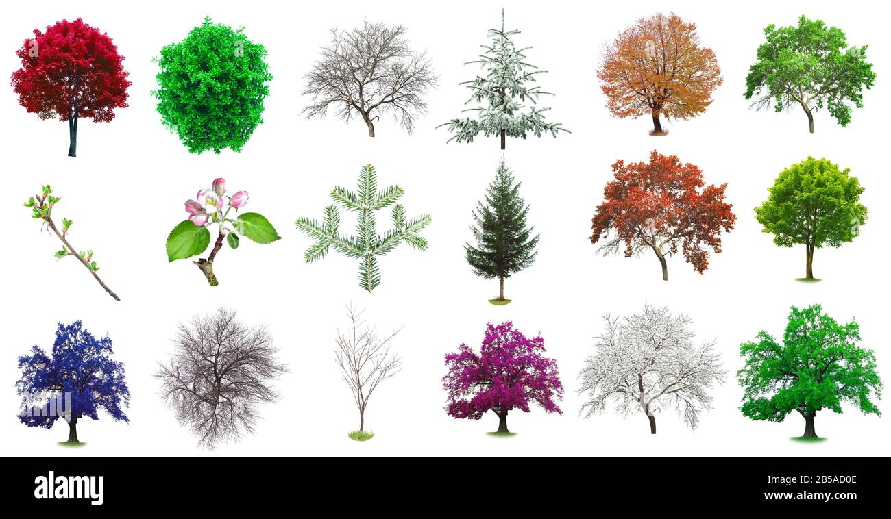 tree set in various colors and types isolated on white background Stock ...