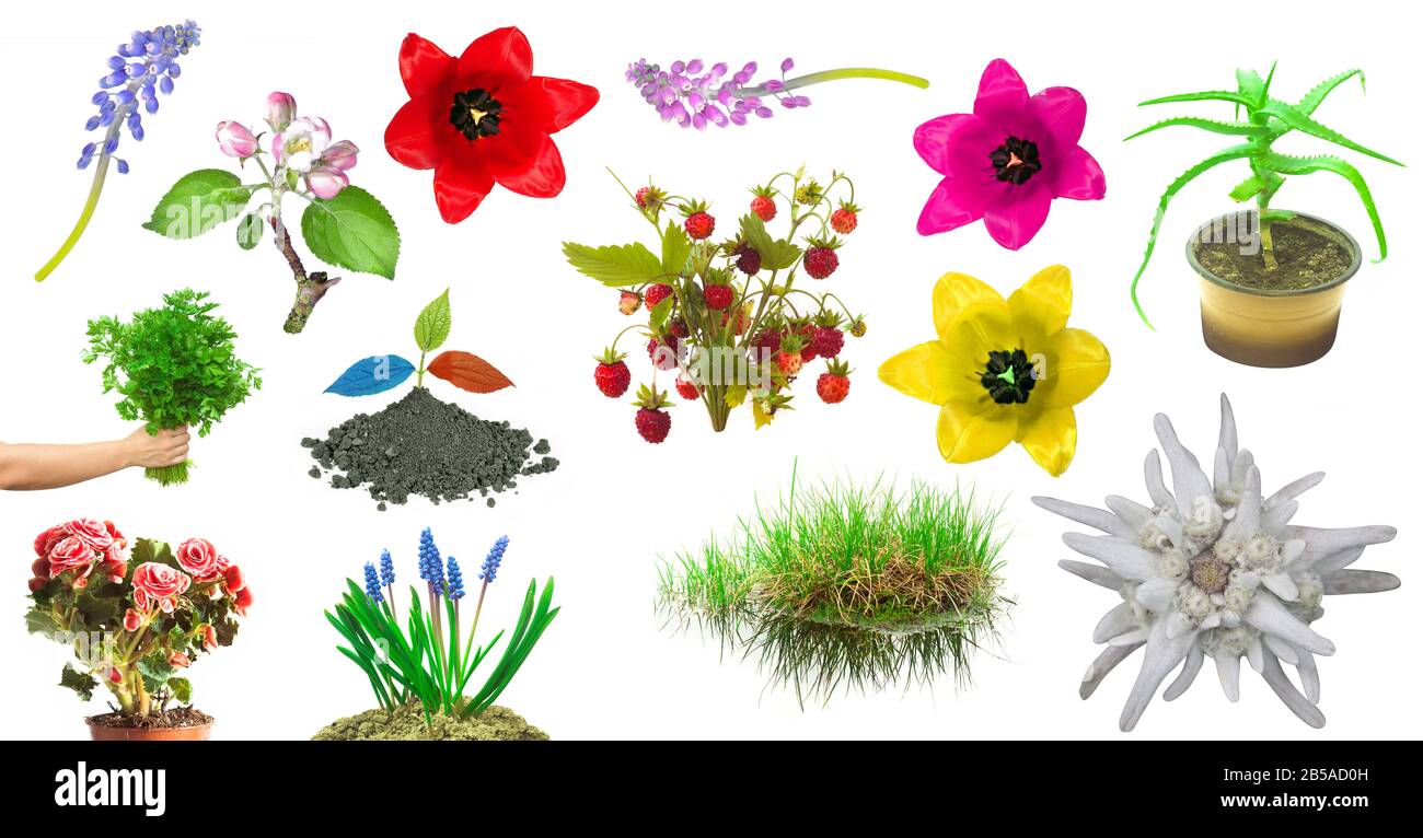 set of flower and vegetation isolated on white Stock Photo - Alamy