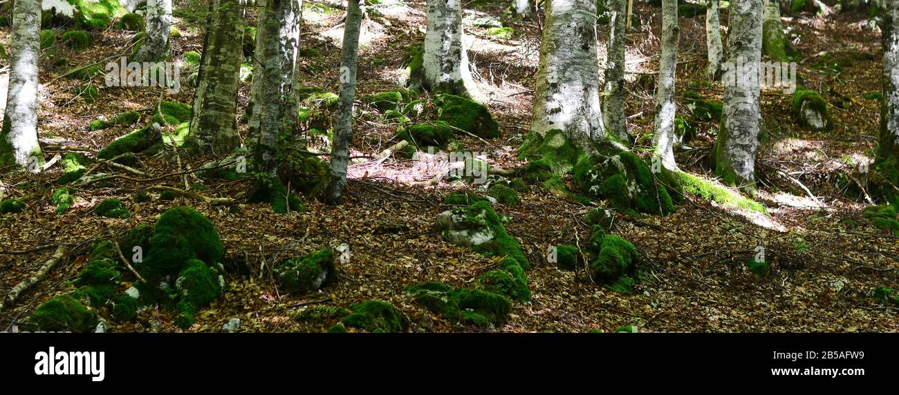 forest color in spring Stock Photo - Alamy