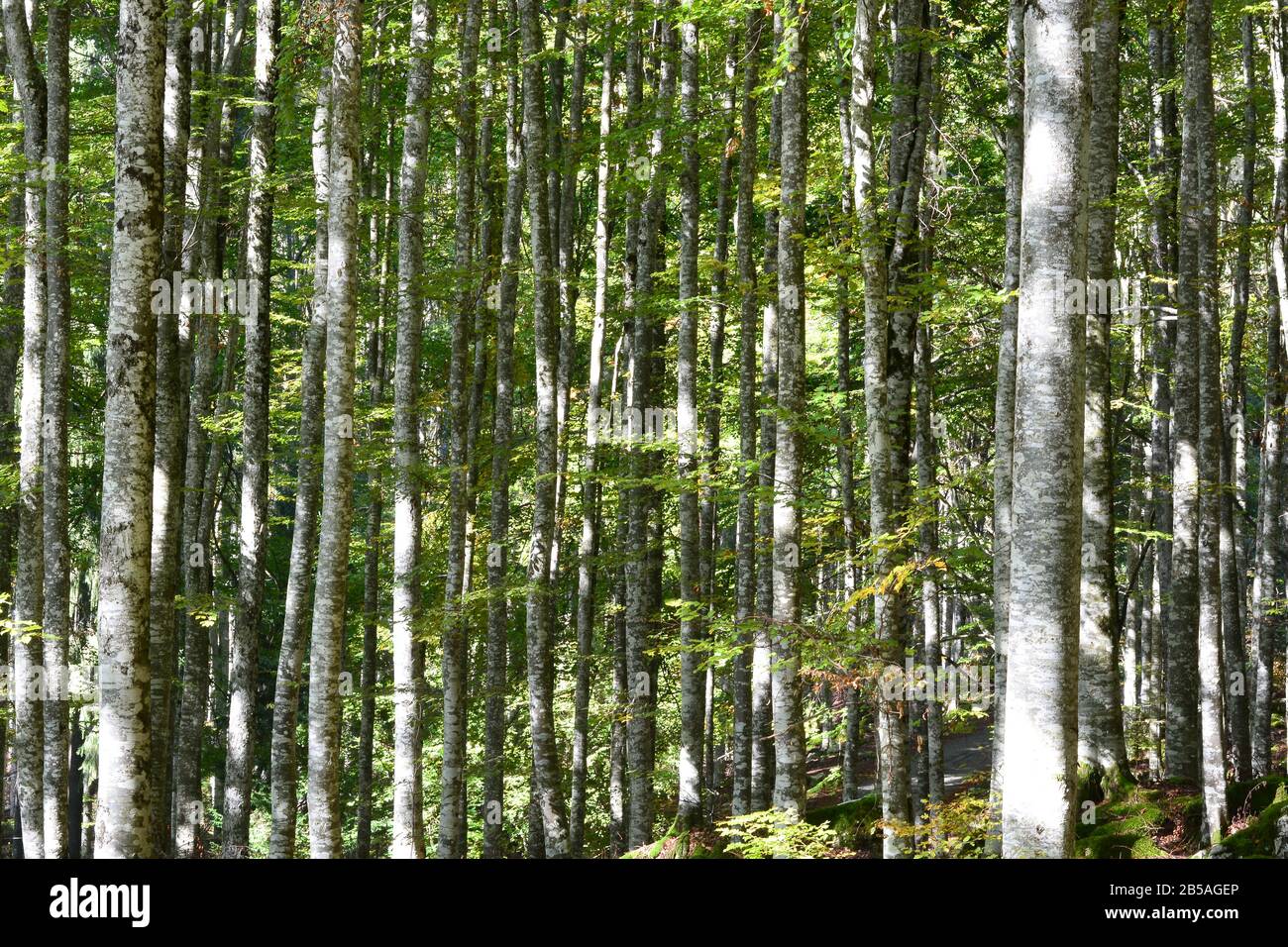 forest color in spring Stock Photo - Alamy