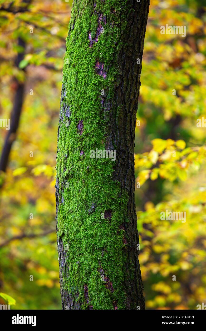 Lowland moss hi-res stock photography and images - Alamy