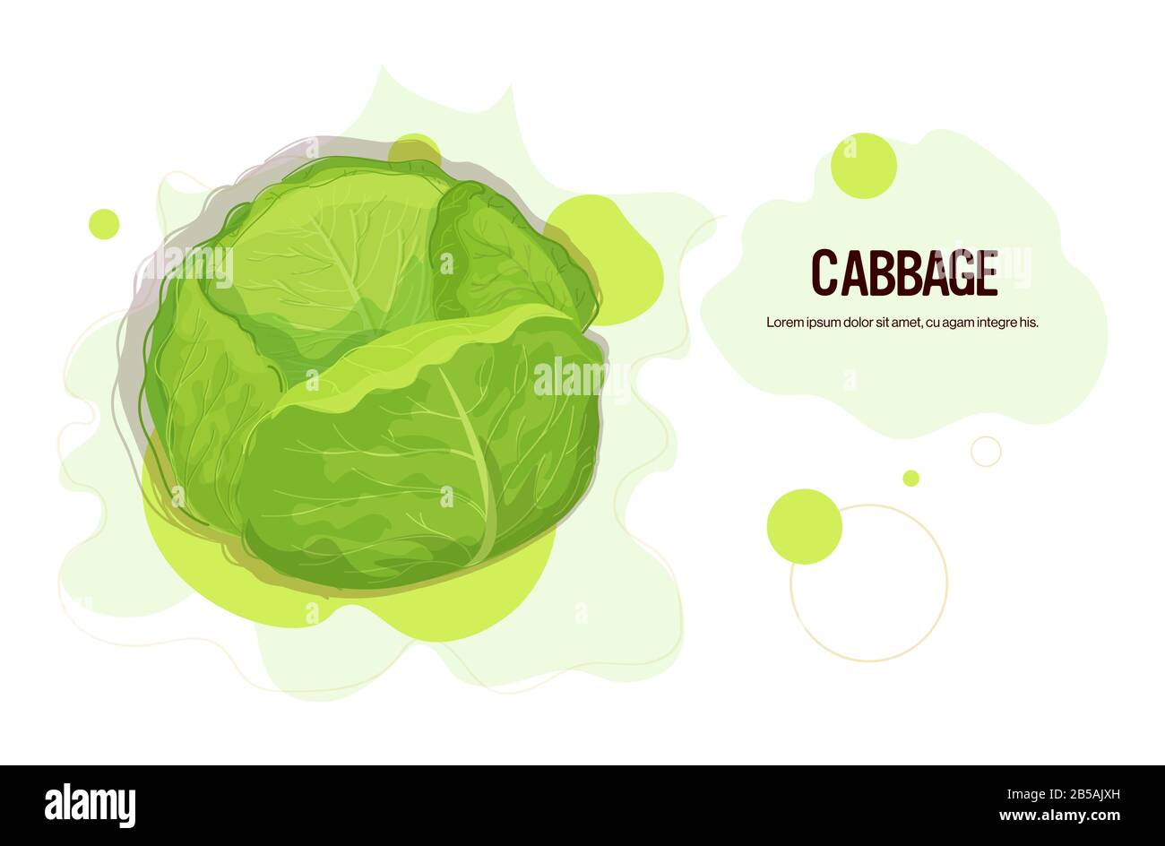 fresh green cabbage sticker tasty vegetable icon healthy food concept ...
