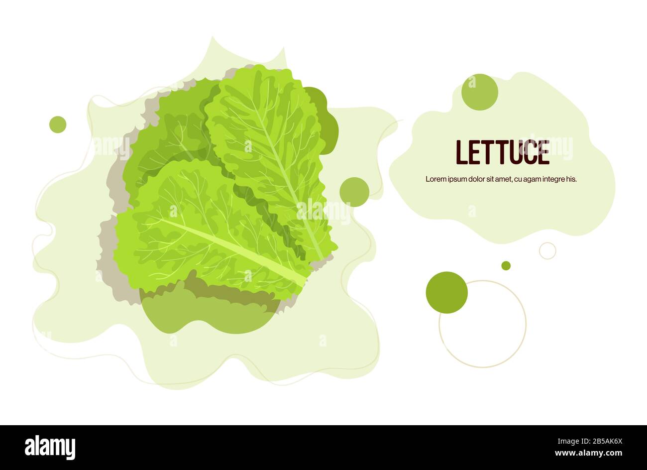 fresh green lettuce sticker tasty vegetable icon healthy food concept ...