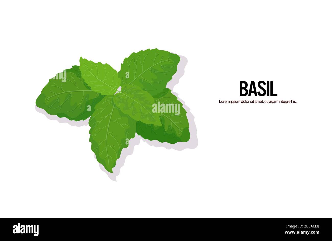 realistic basil tasty fresh herb green leaves healthy food concept ...
